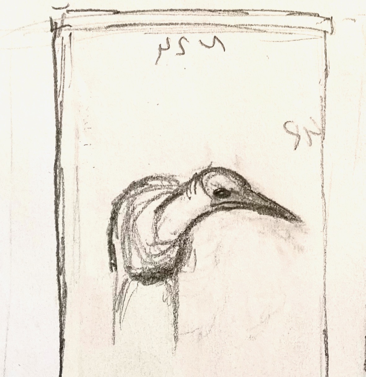 Evolution of Heron figure in Bird panel Project